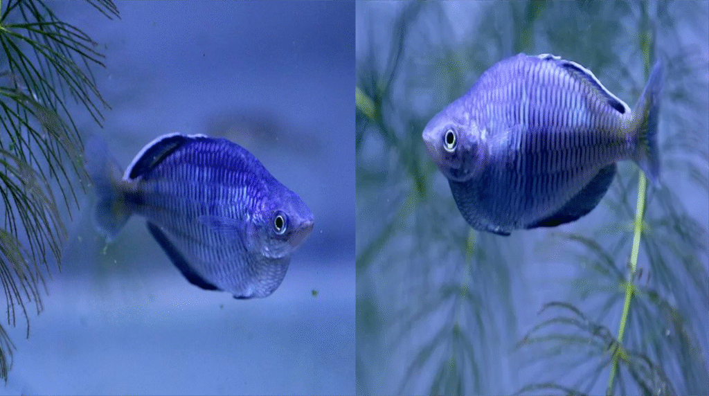 Ikan Boesemani Rainbow, Pesona Warna yang Makin Memikat saat Mood ...